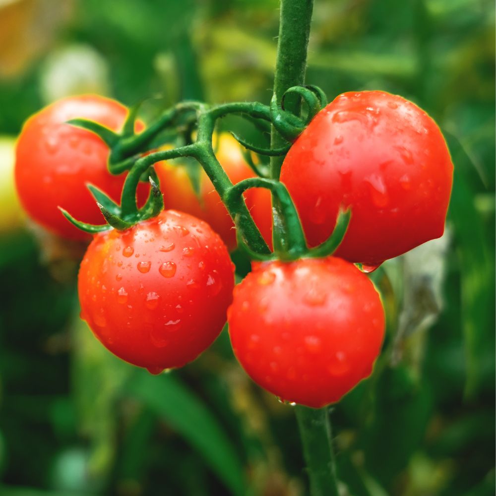 Tomato Fertilizer 40 lbs. – OFS Lawn and Garden Fertilizers